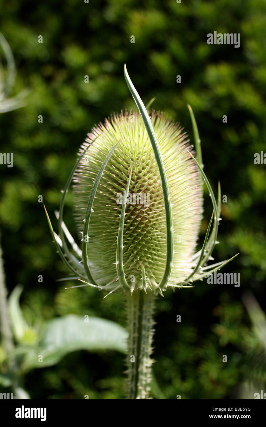 DIPSACUS FULLONUM. TEASEL Stock Photo - Alamy