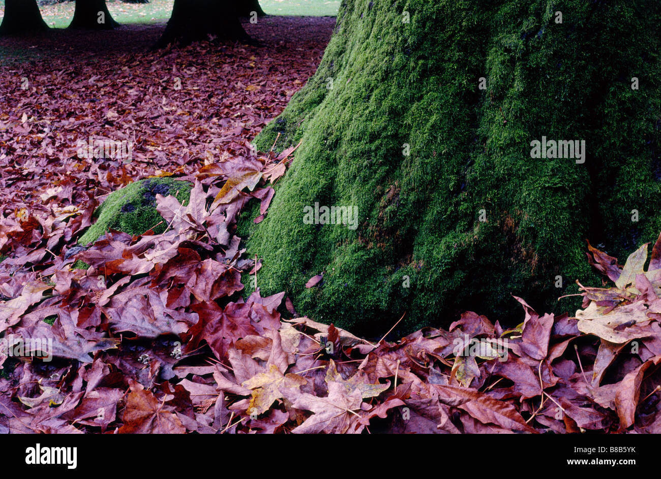 Maple Leaves Mossy Tree Stump, Vancouver, British Columbia Stock Photo - Alamy