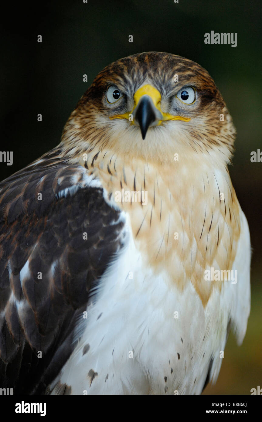 Juvenile ferruginous hawk hi-res stock photography and images - Alamy