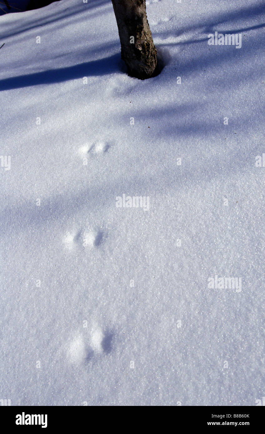 Rabbit paw prints hi-res stock photography and images - Alamy