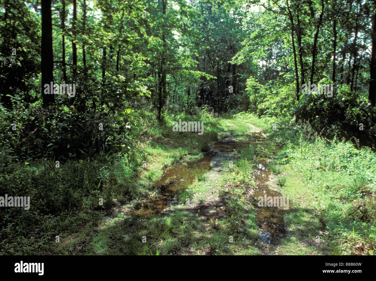 Brandon plantation hi-res stock photography and images - Alamy