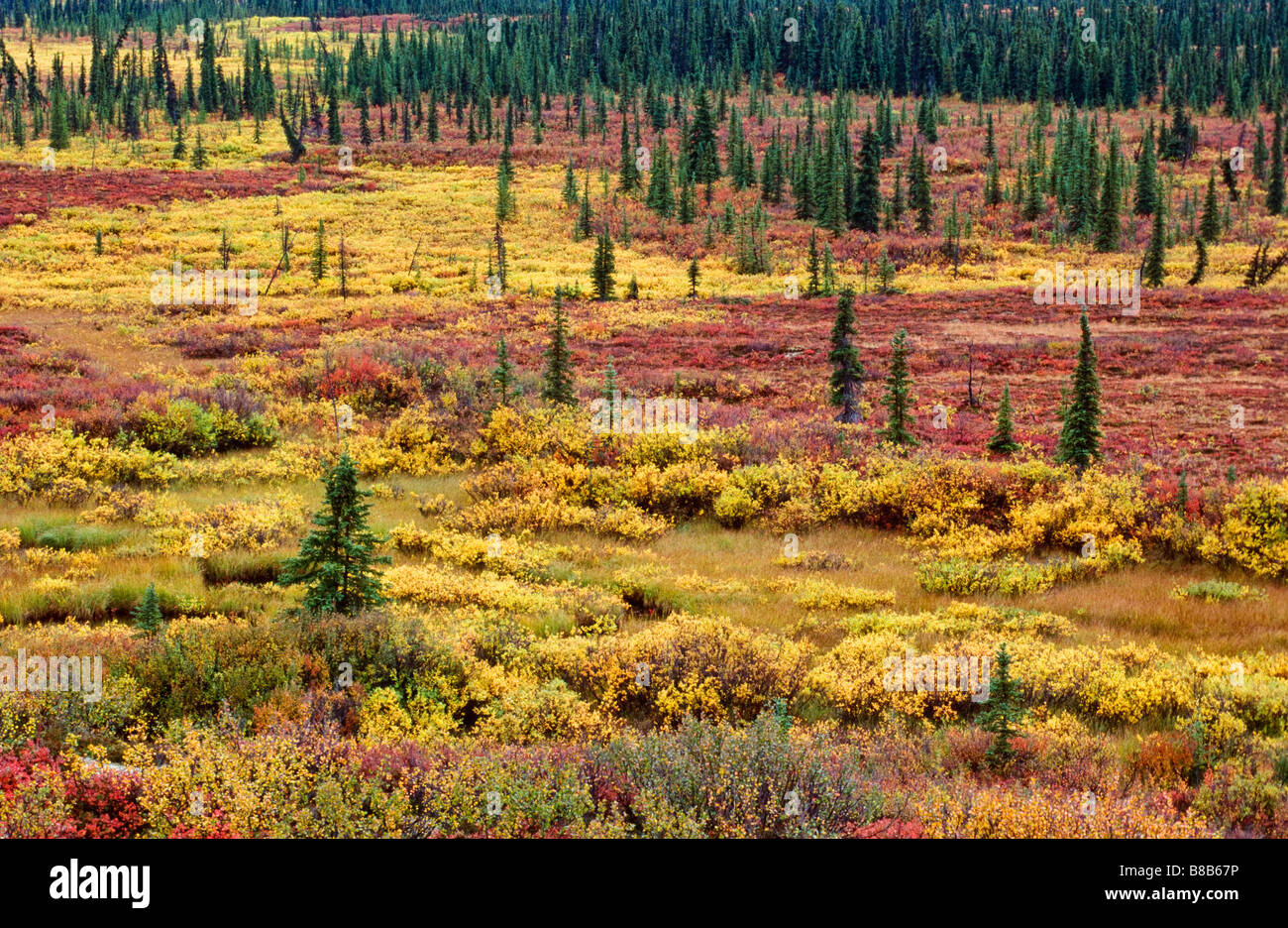 Tundra color hi-res stock photography and images - Alamy