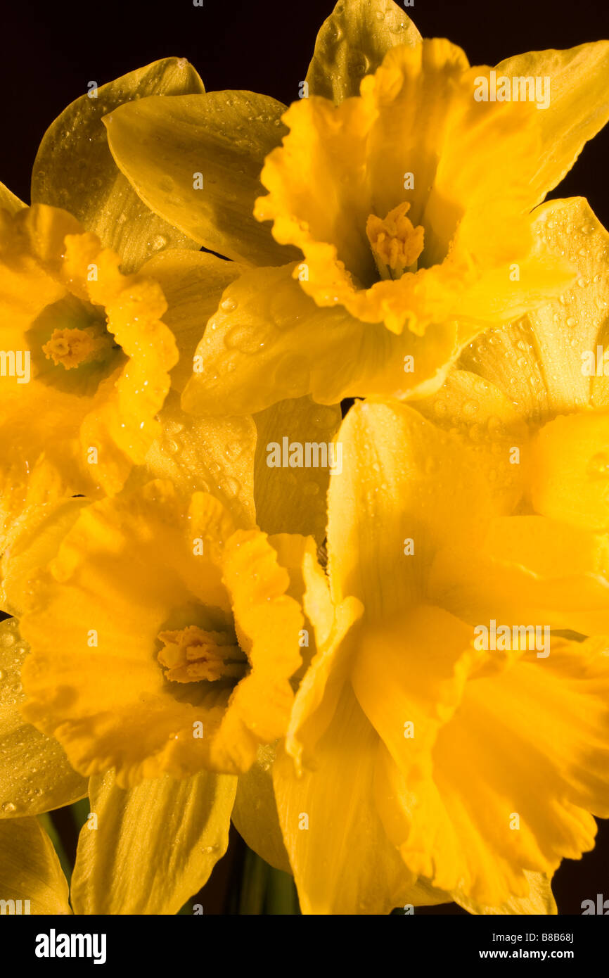 Daffodil flower heads hi-res stock photography and images - Alamy
