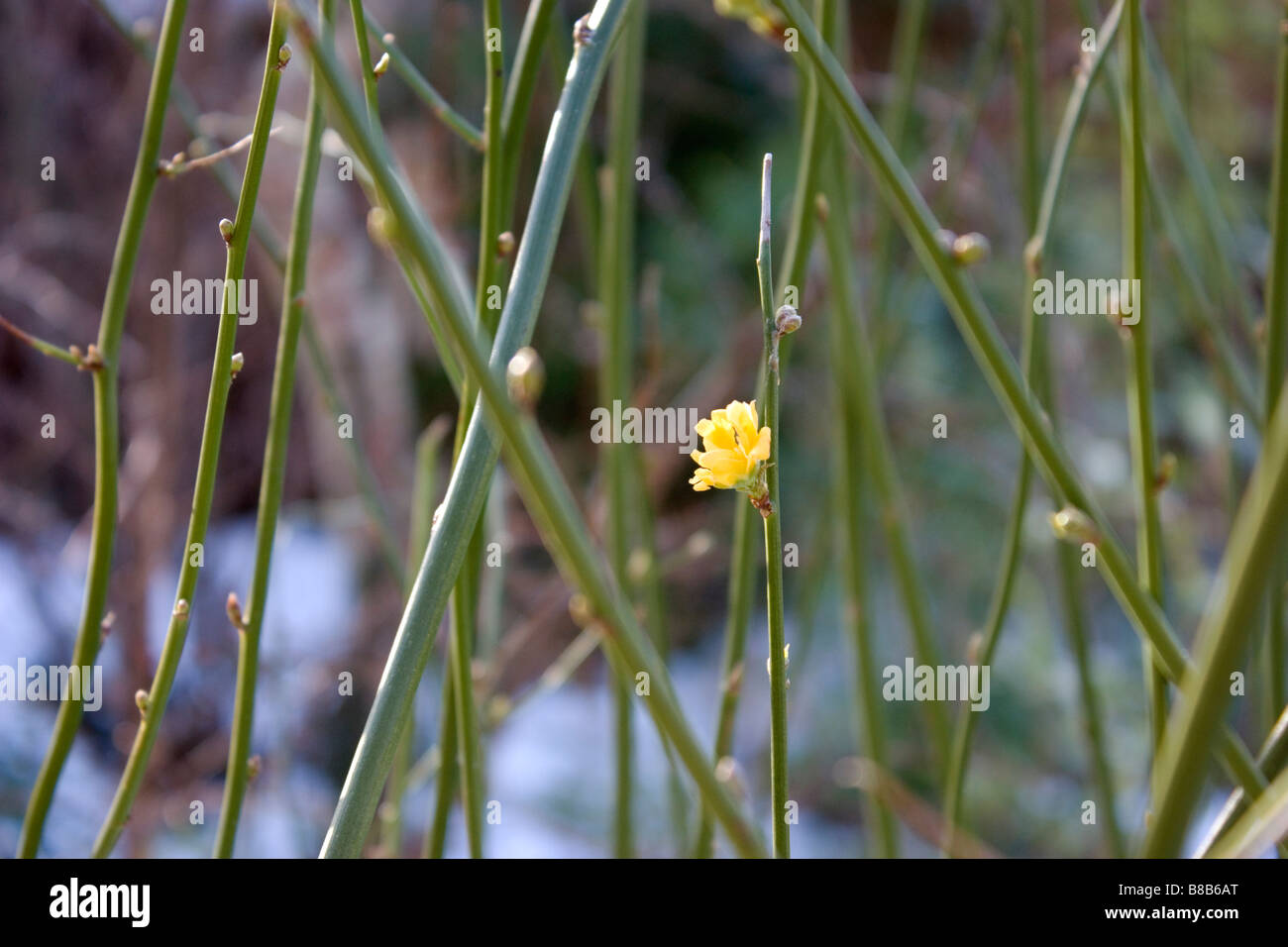 Kerria japonica winter hi-res stock photography and images - Alamy