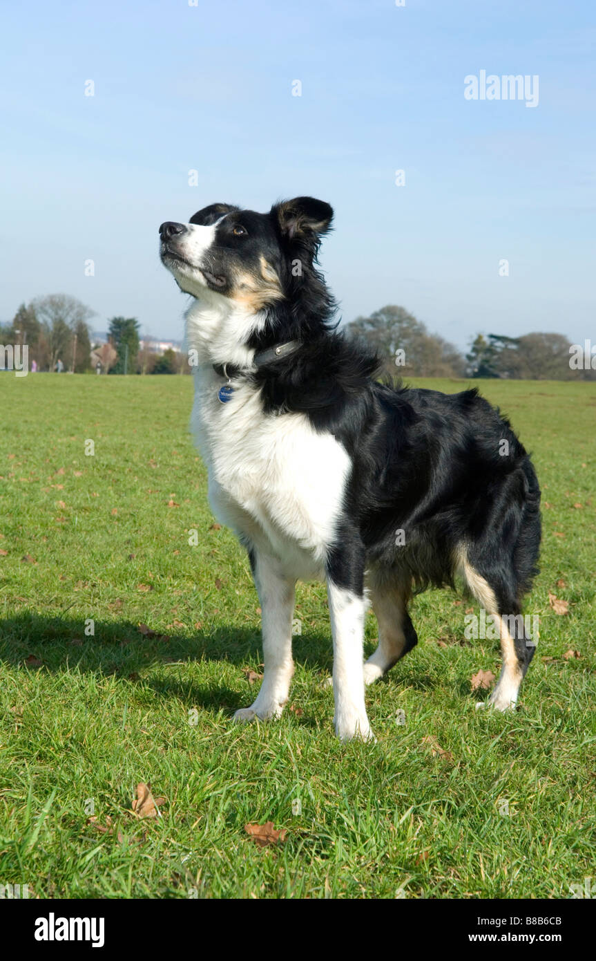 Model border collie hi-res stock photography and images - Alamy