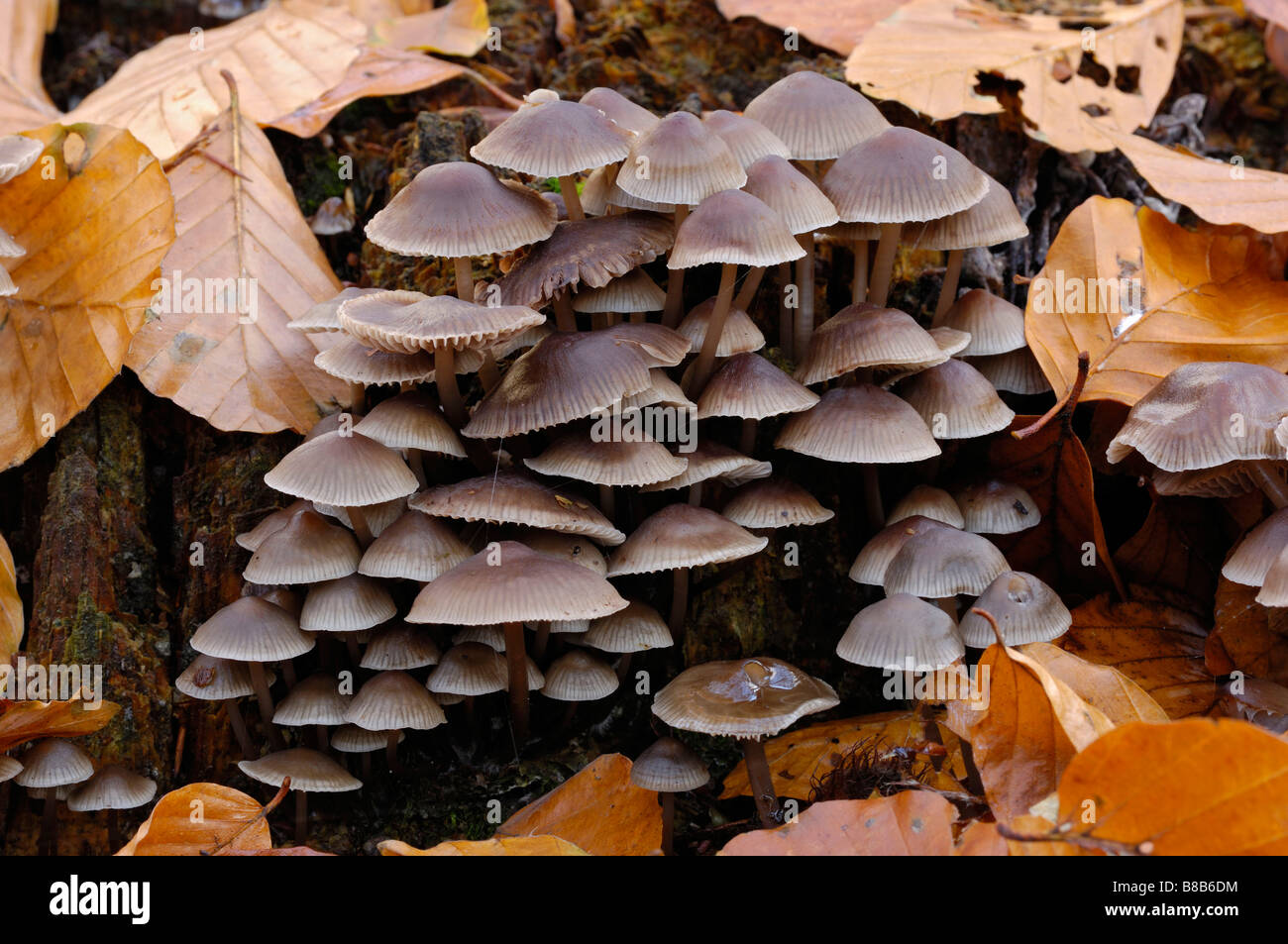 Fairy ink cap hi-res stock photography and images - Alamy