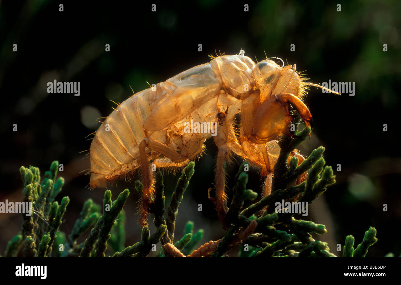 Cicada skin after the insect has shed Stock Photo - Alamy