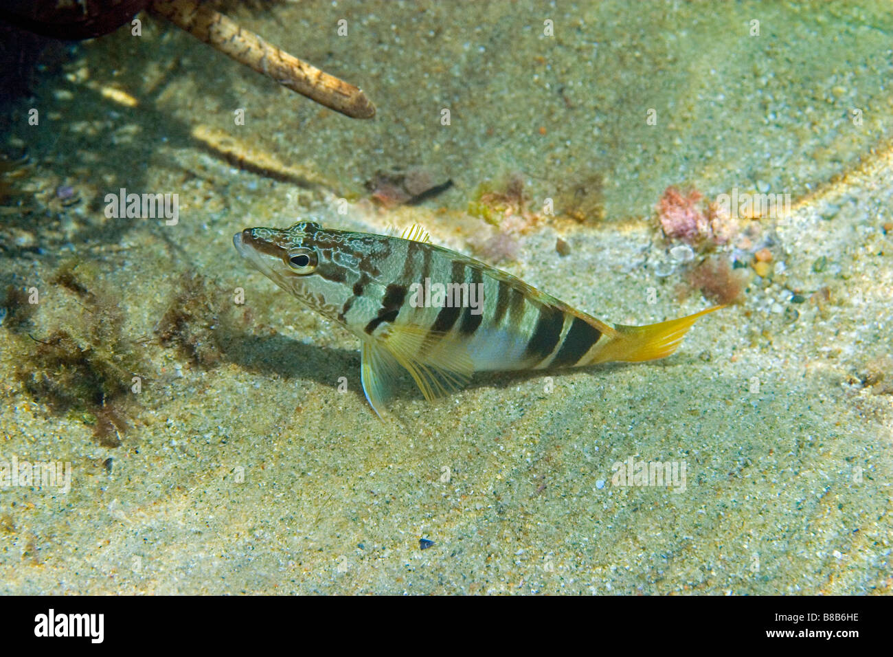 Painted comber hi-res stock photography and images - Alamy