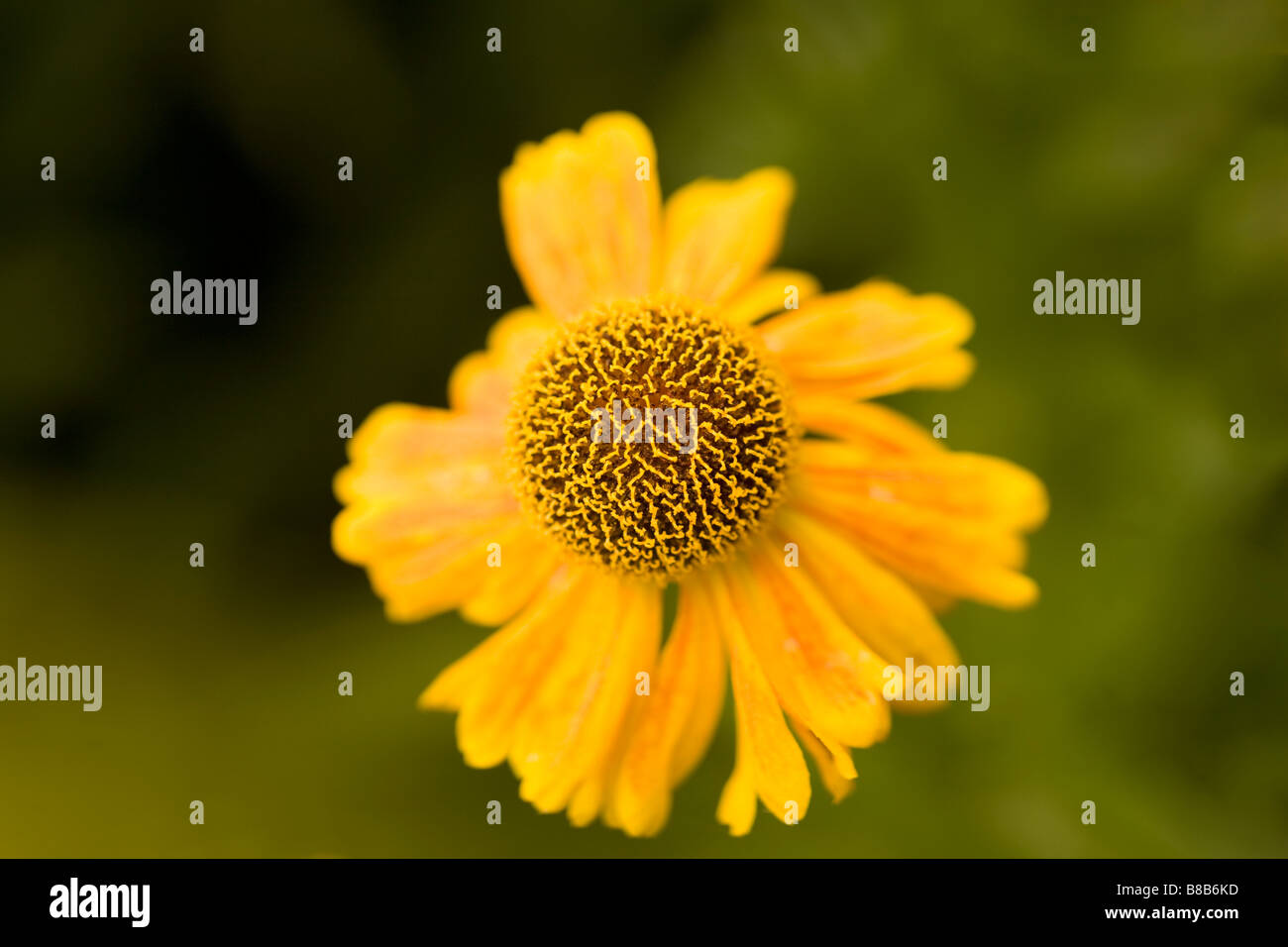 A bright yellow Helenuim or sneezeweed with a darker orange streaks and ...