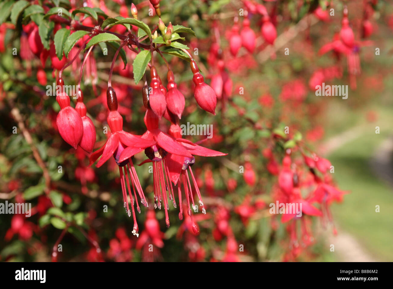 Fuchia flower hi-res stock photography and images - Alamy