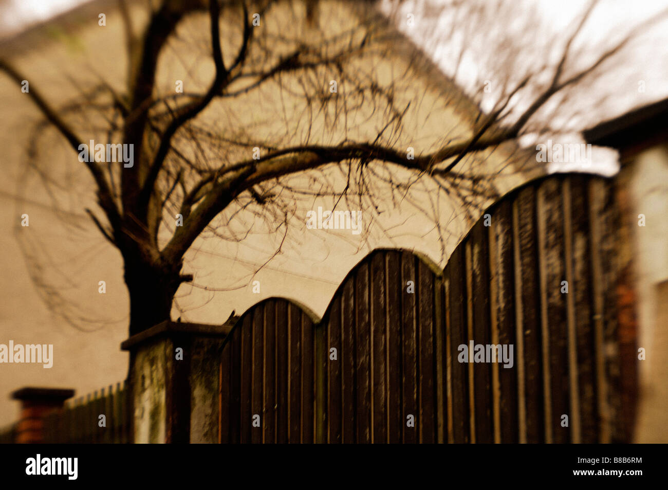 Fence Tree, Mako, Hungary Stock Photo - Alamy