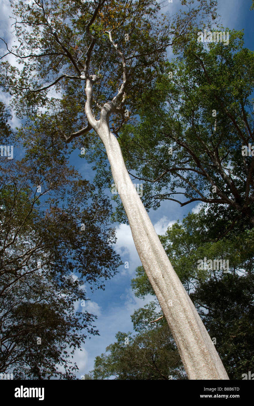Ancient tree in the temple complex at Angkor Wat, Cambodia Stock Photo ...