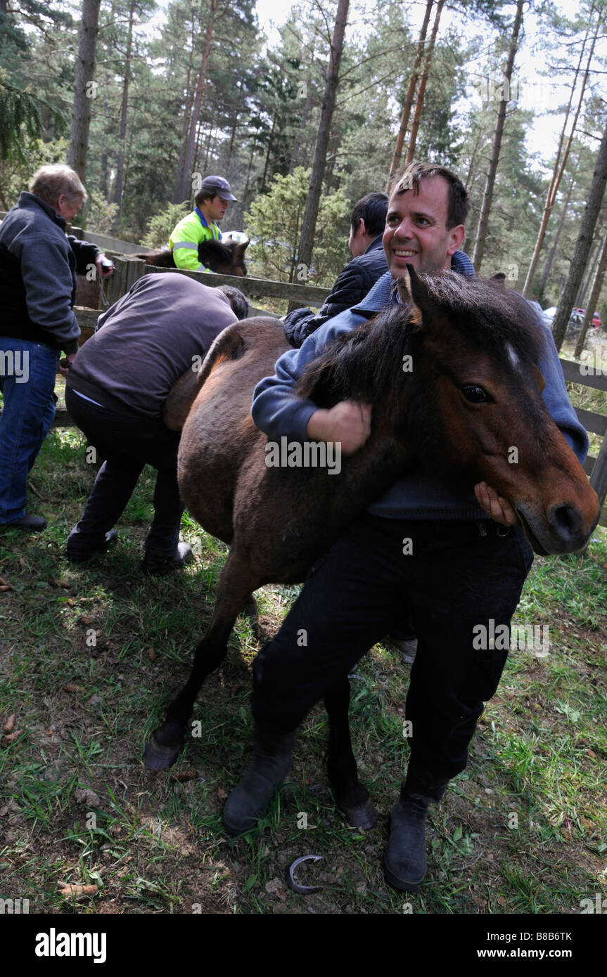 Black hooves hi-res stock photography and images - Alamy