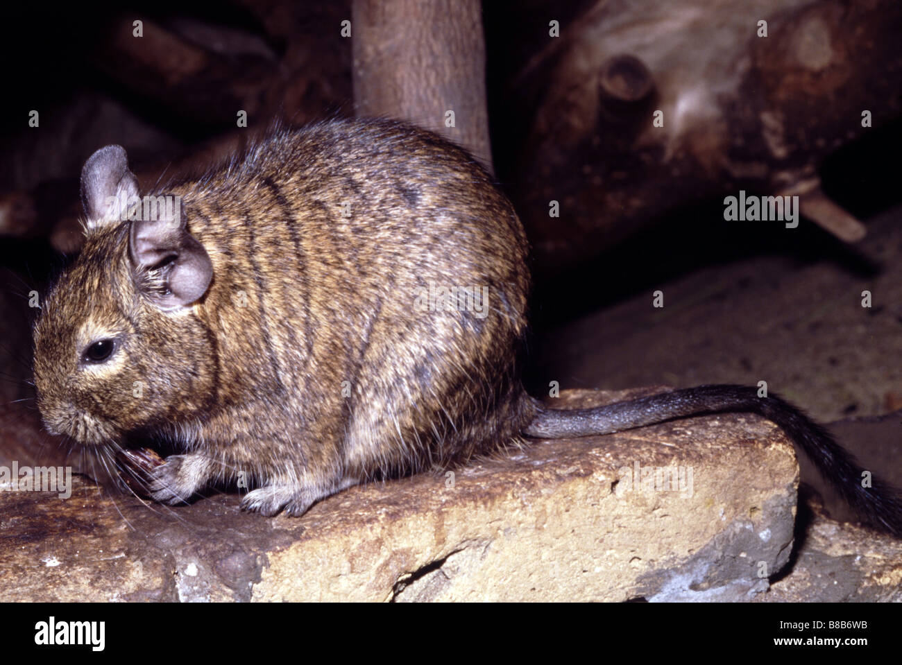 Degu, Octodon degus Stock Photo - Alamy