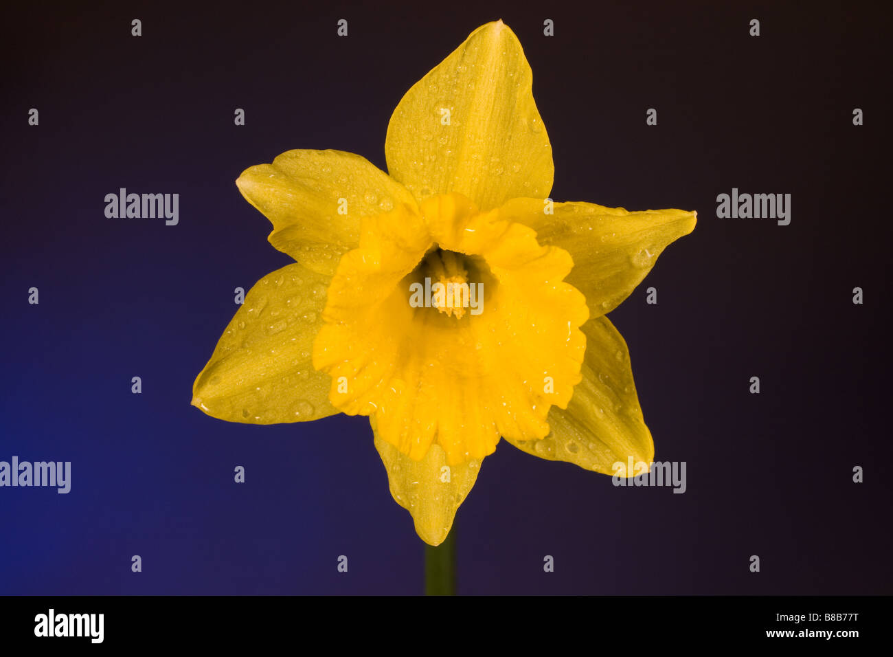 Daffodil head hi-res stock photography and images - Alamy