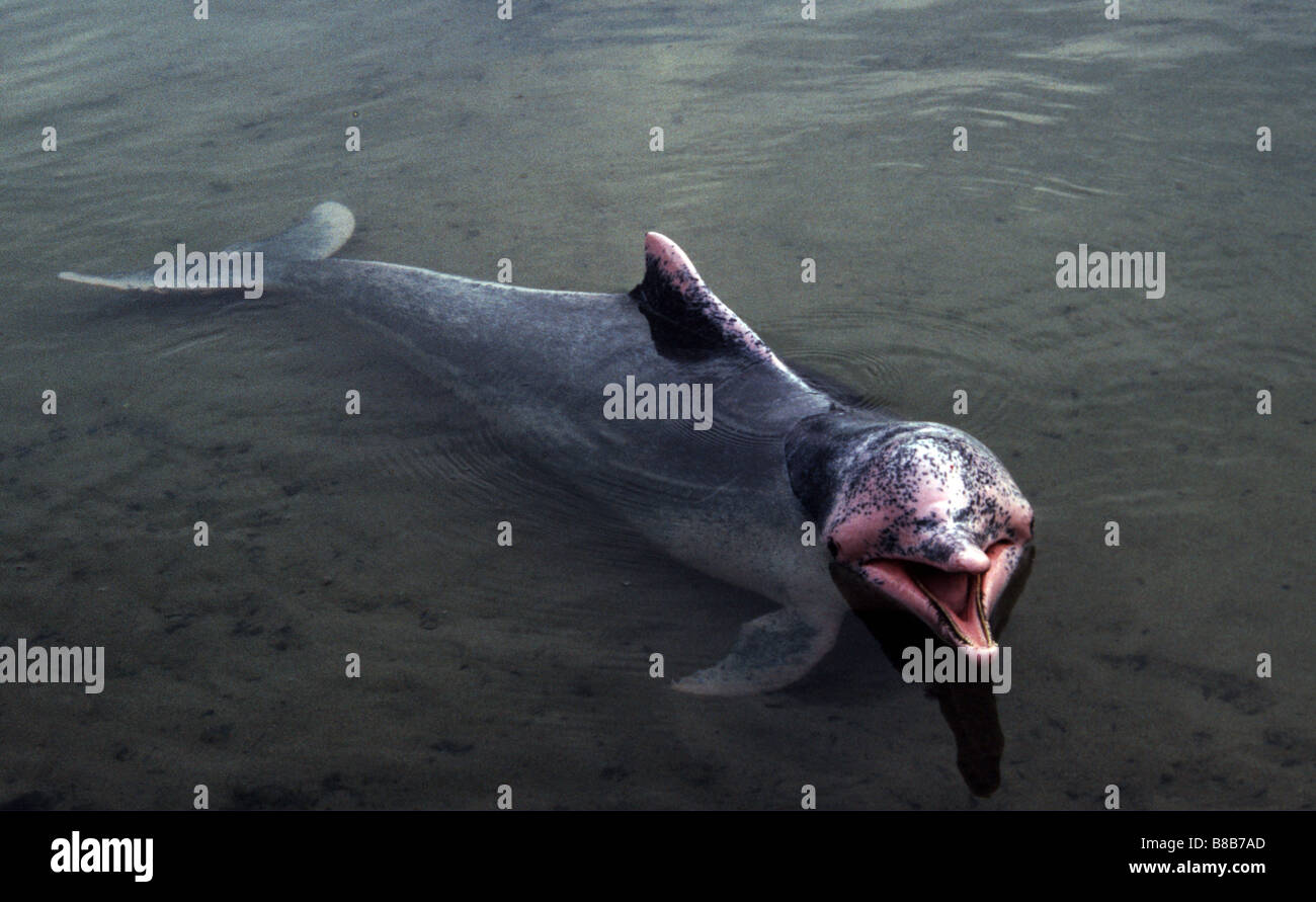 Indo-Pacific Humpback dolphin, Sousa chinensis Stock Photo - Alamy