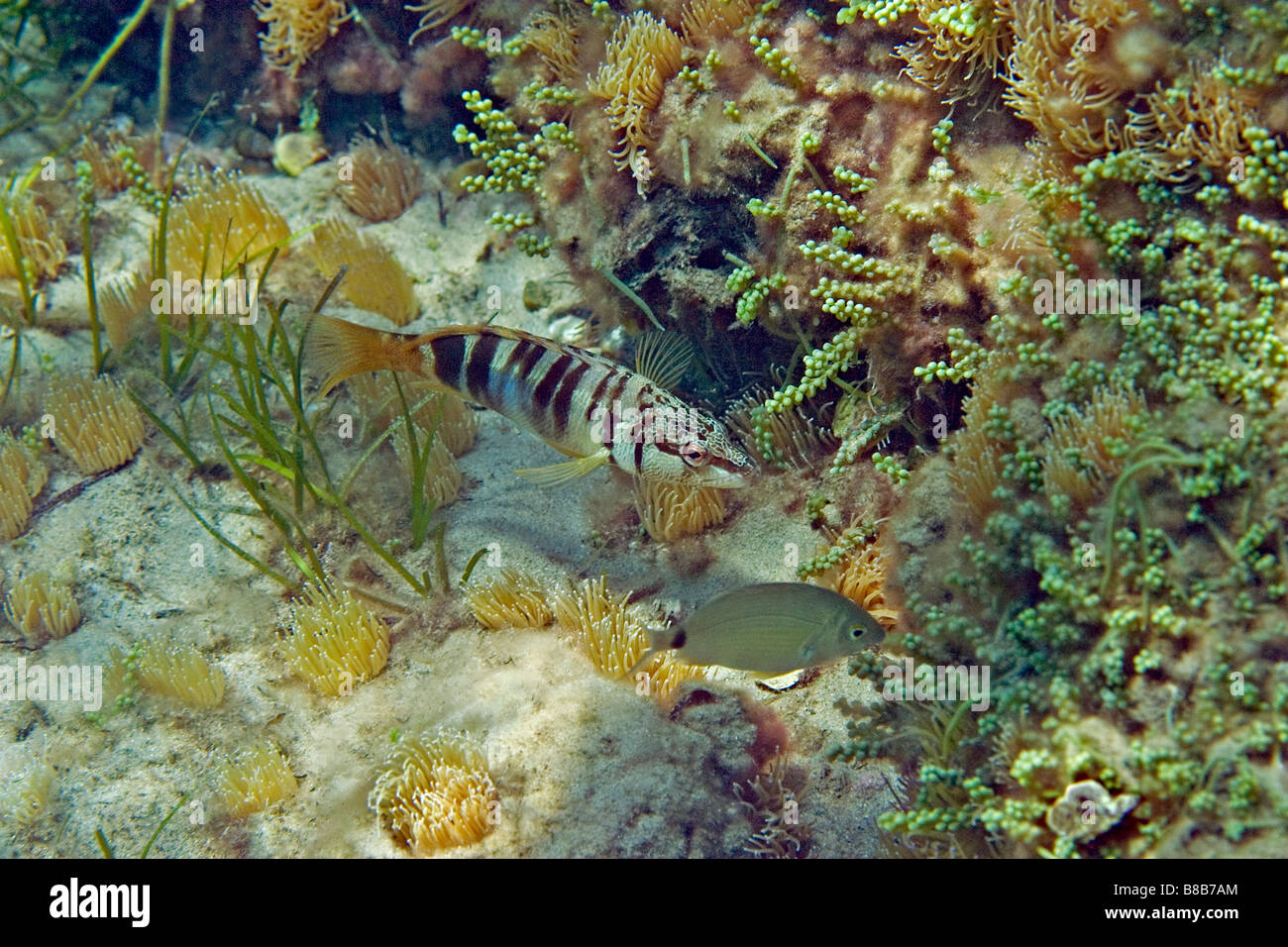 Comber hi-res stock photography and images - Alamy