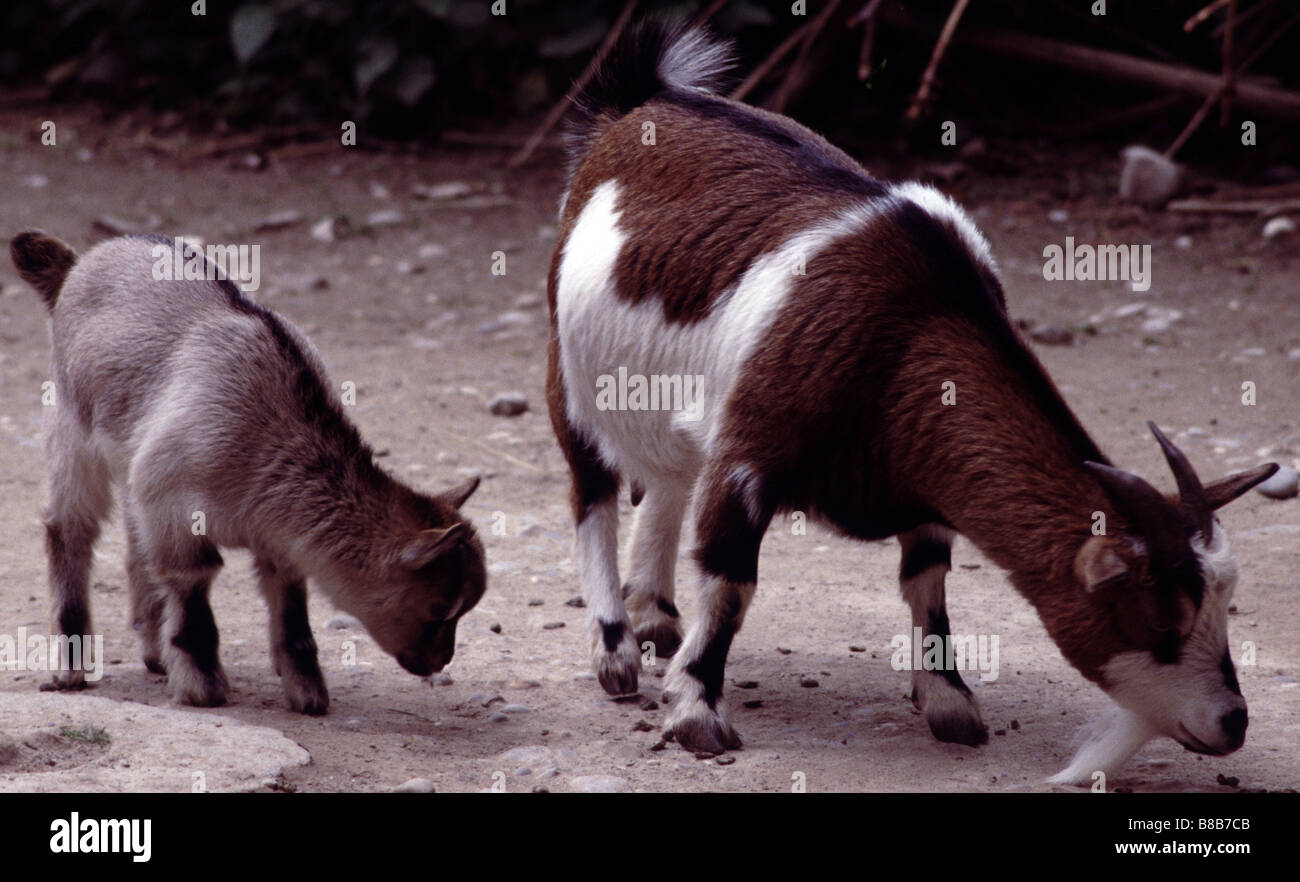 Tibetan goat hi-res stock photography and images - Alamy