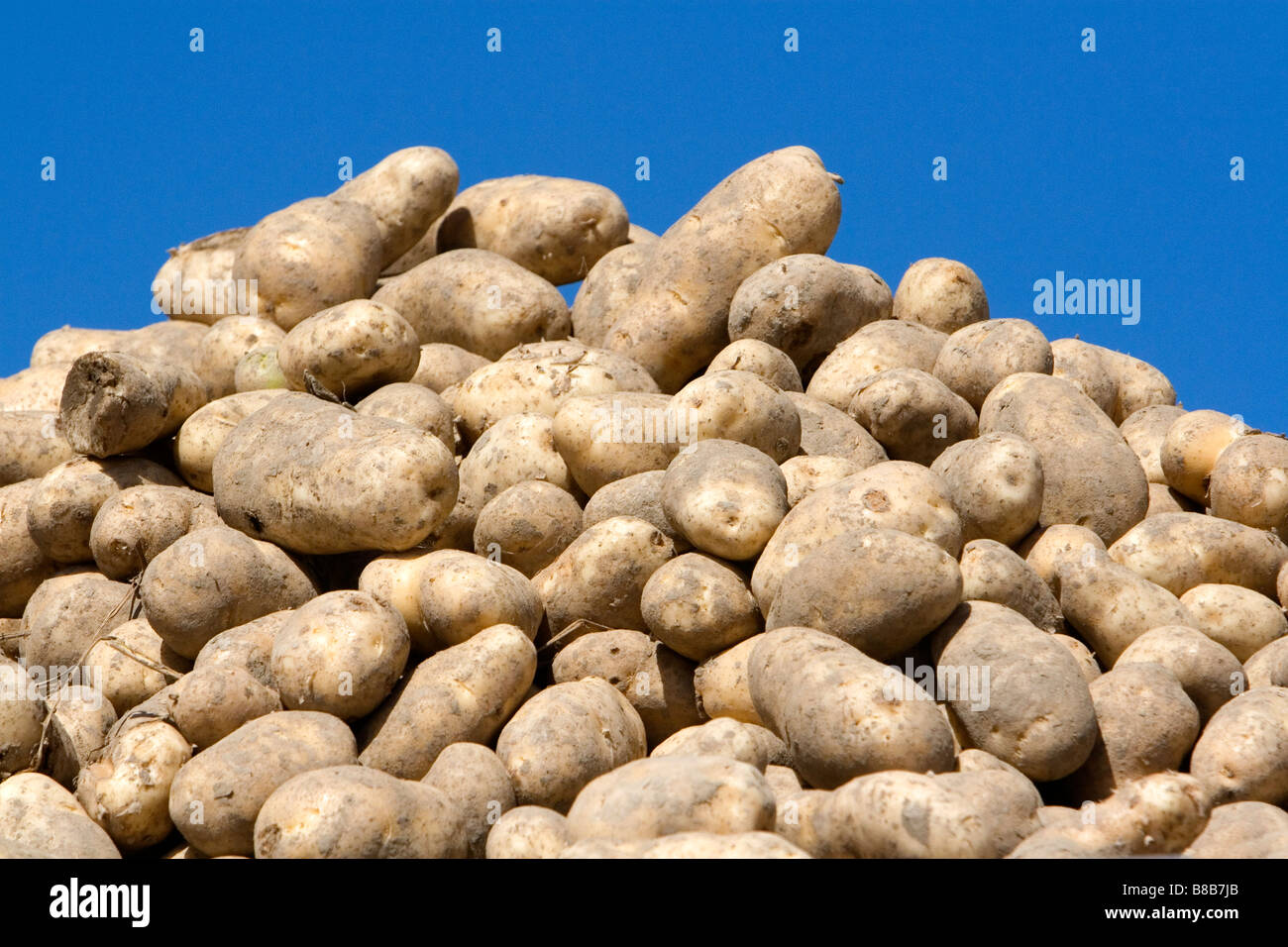 Shepody potato hi-res stock photography and images - Alamy
