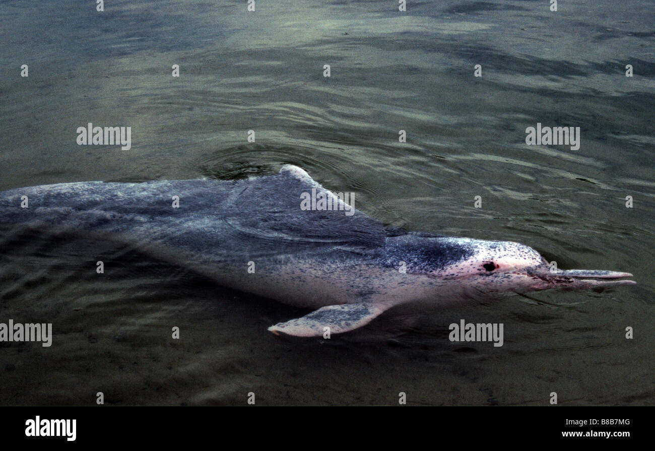Pink humpback dolphin, Sousa chinensis Stock Photo - Alamy