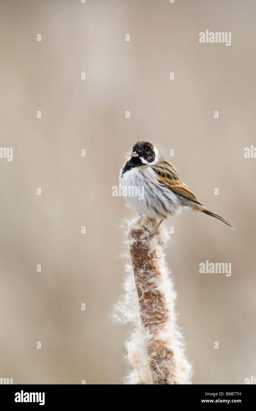 Male Reed Bunting (Emberiza schoeniclus) on Greater Reedmace (Typha ...
