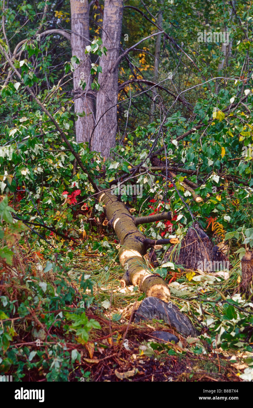 Fallen tree by a beaver Stock Photo - Alamy