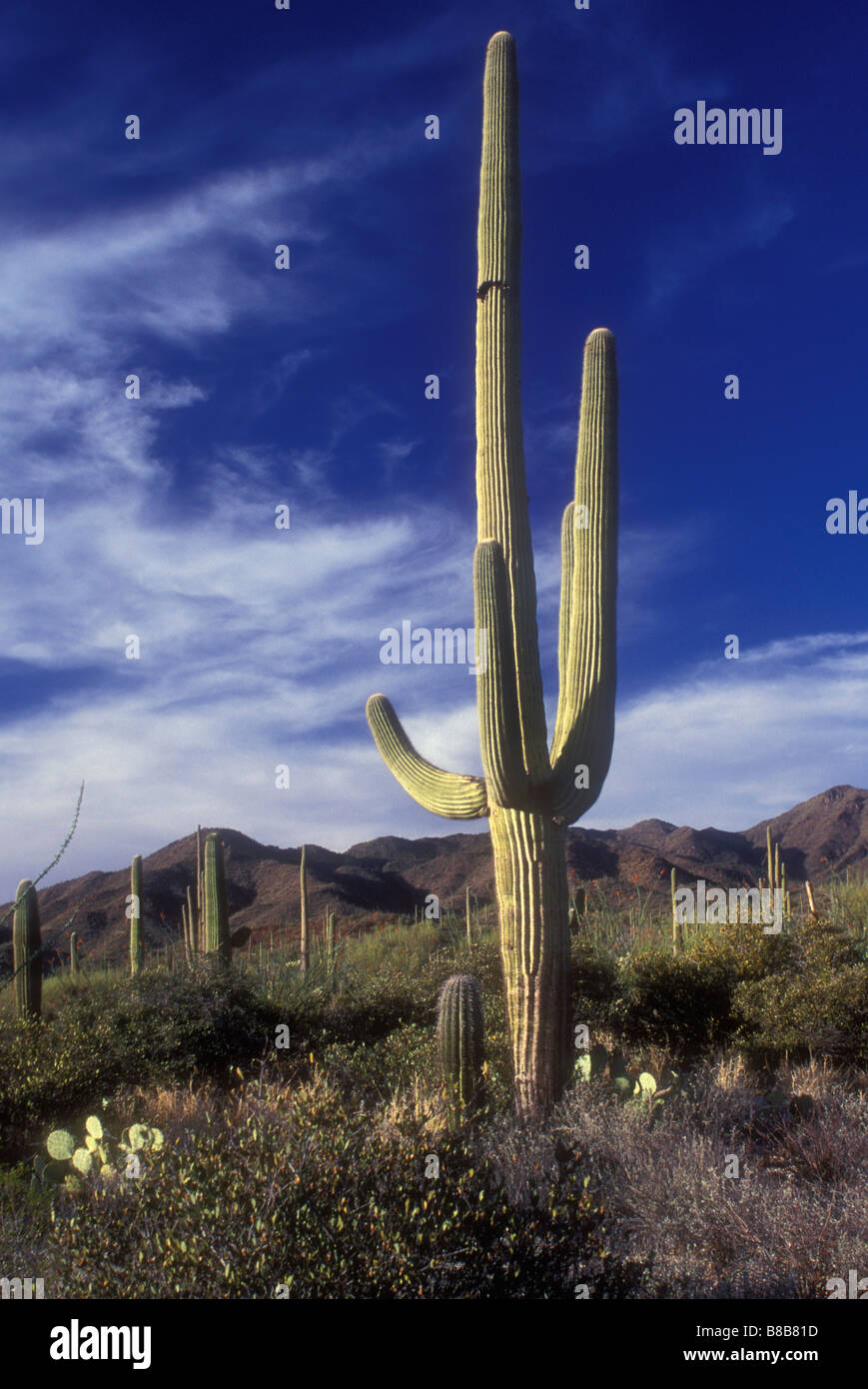 Sequoia cactus hi-res stock photography and images - Alamy
