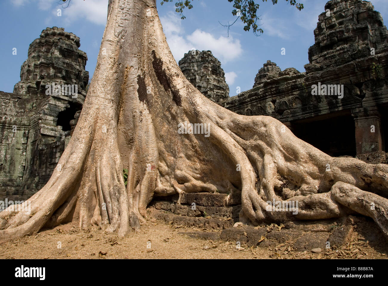 Trees growing around the ancient site of Ta Prohm, location for the ...