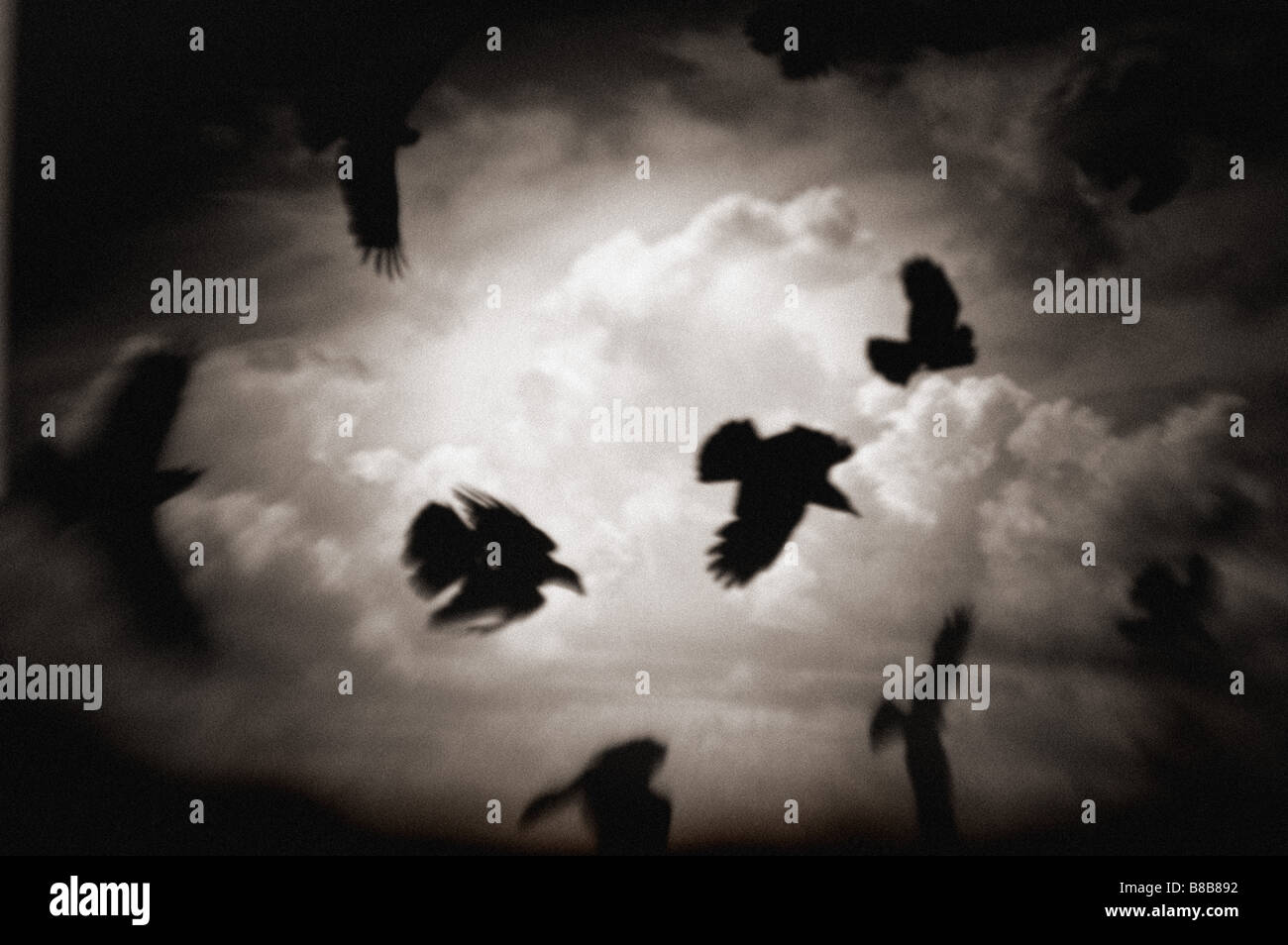 Flying ravens hi-res stock photography and images - Alamy