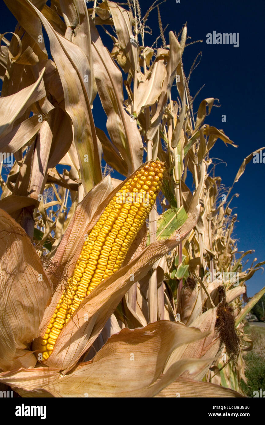 Crop corn hi-res stock photography and images - Alamy