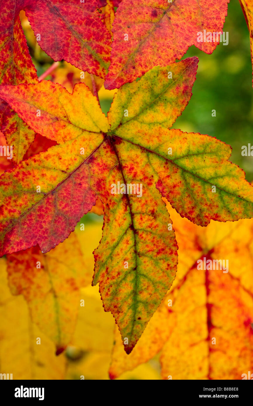 The vibrant hues of Autumn Stock Photo - Alamy