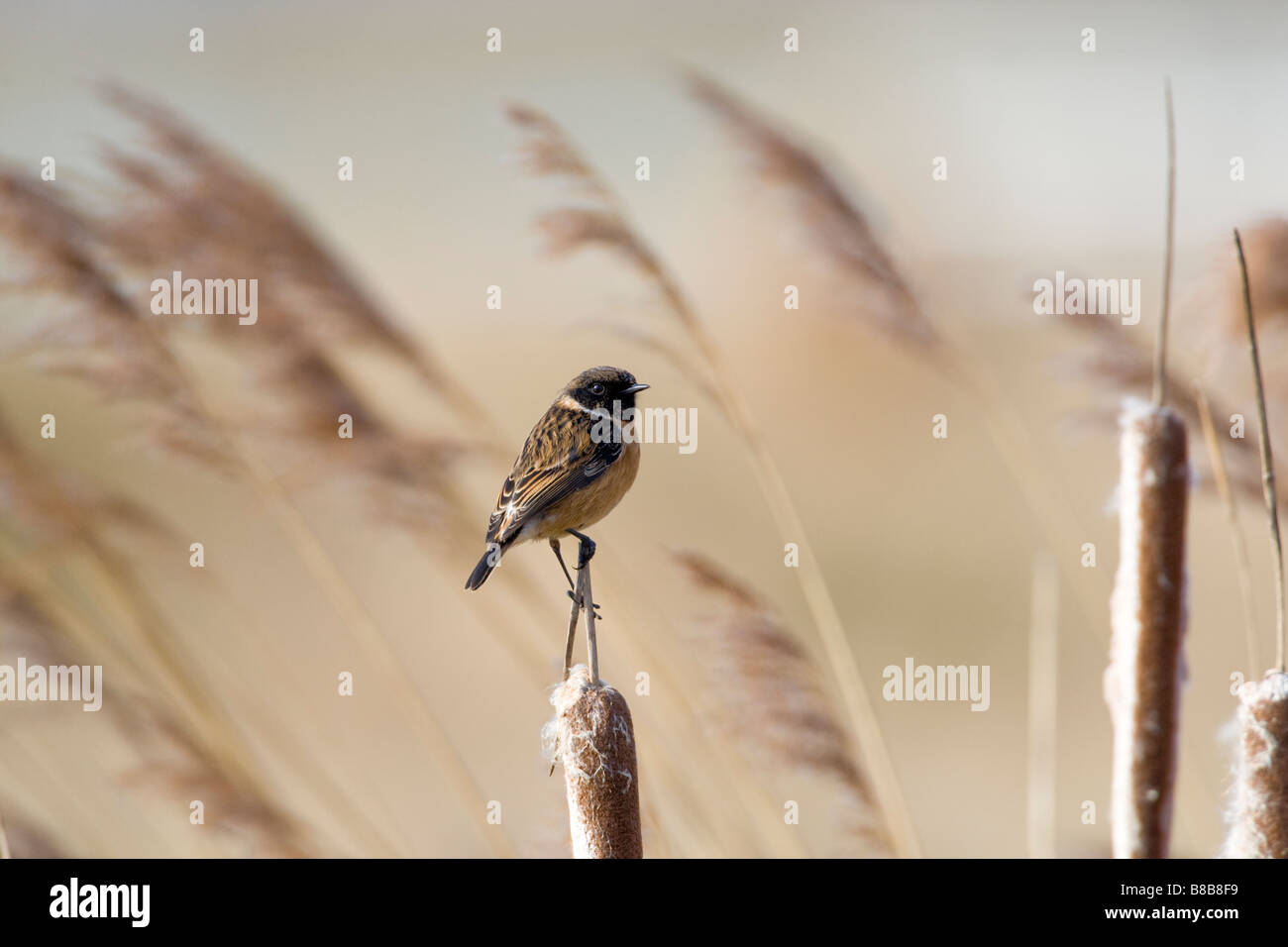 Typha latifolia reed bed hi-res stock photography and images - Alamy
