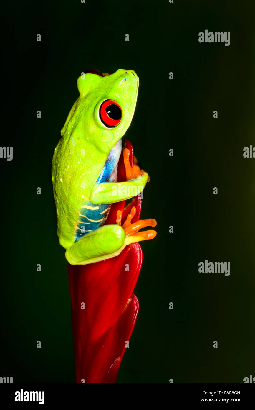 Red eye tree frog hi-res stock photography and images - Alamy