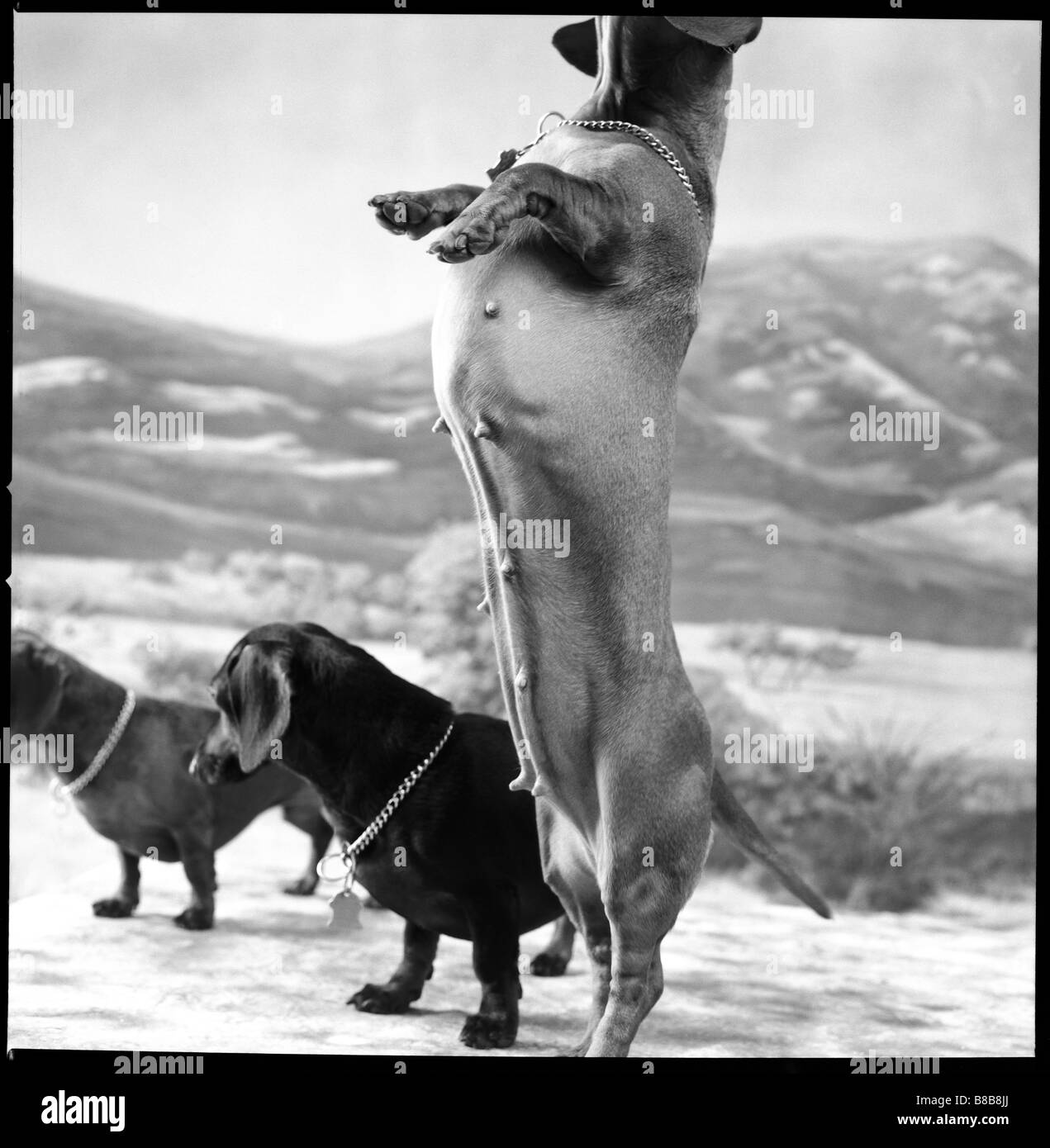 Dogs hind legs hi-res stock photography and images - Alamy