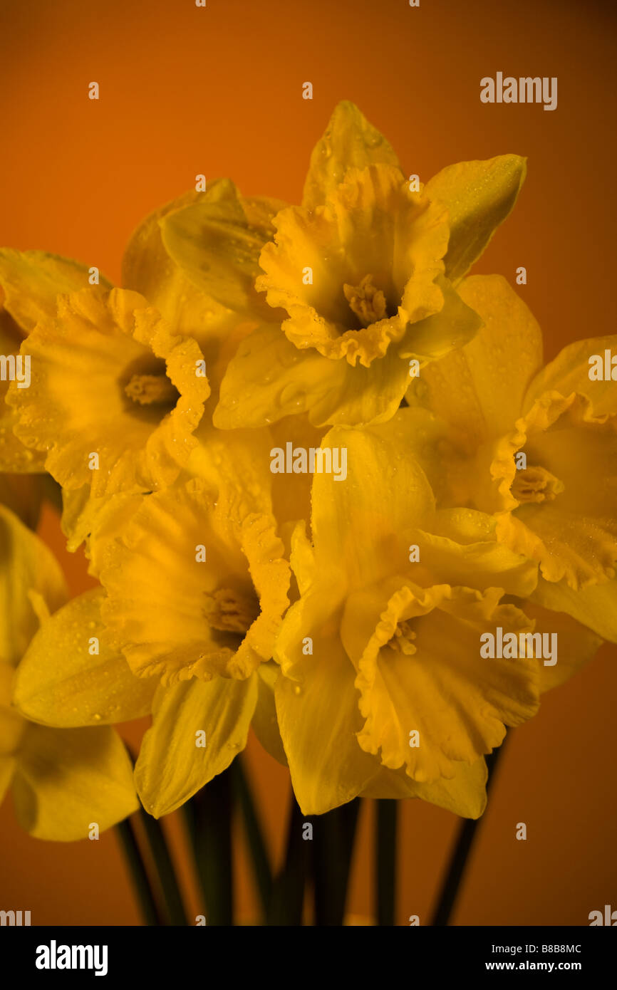 Bunch of daffodils Stock Photo - Alamy