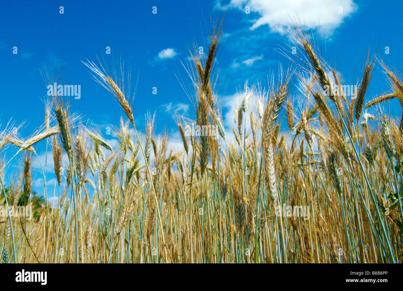 WHEAT FIELD ARIEGE FRANCE Stock Photo - Alamy