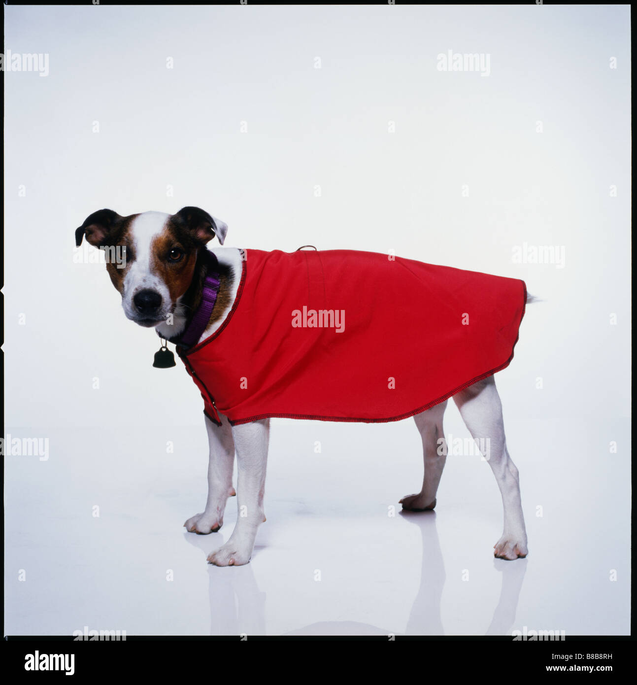 FV4115, Brian Summers; Jack Russell Terrier Wearing Red Jacket Stock ...