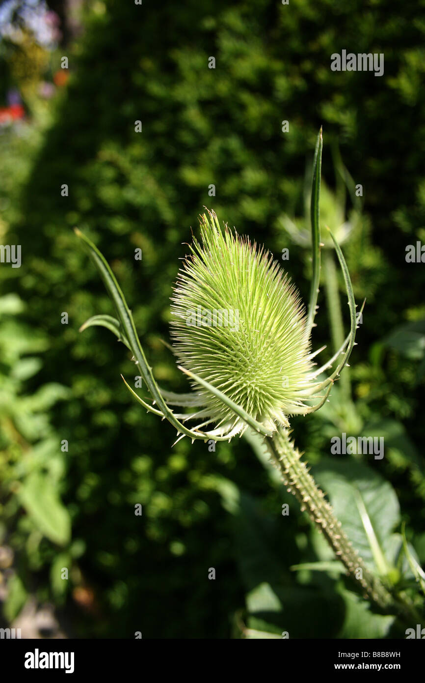 DIPSACUS FULLONUM. TEASEL Stock Photo - Alamy