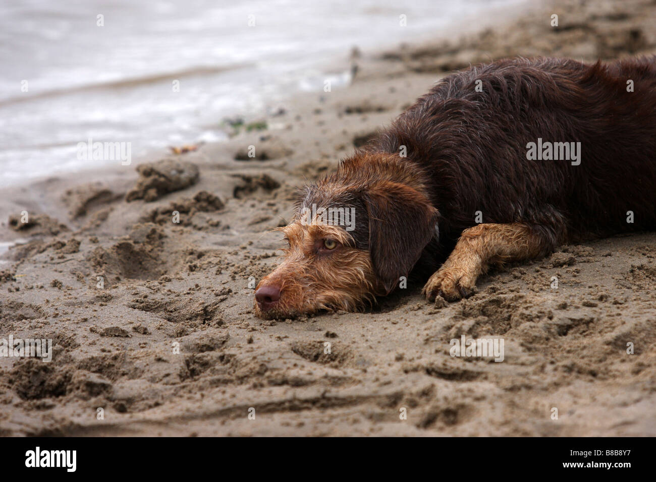 Lyng hi-res stock photography and images - Alamy