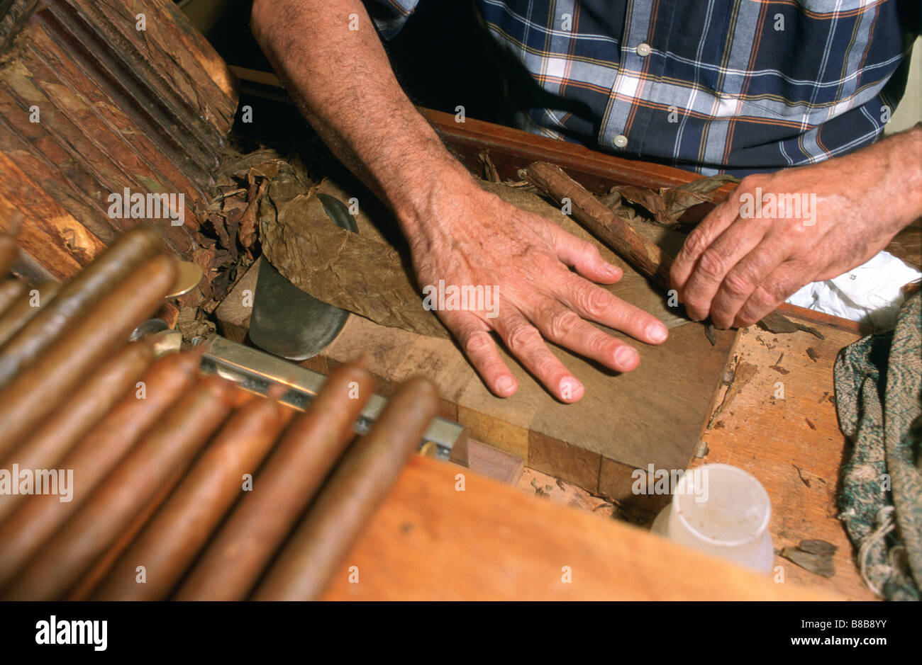 Man's Hands Making Cigar, Cigar Factory, Cuba Stock Photo - Alamy