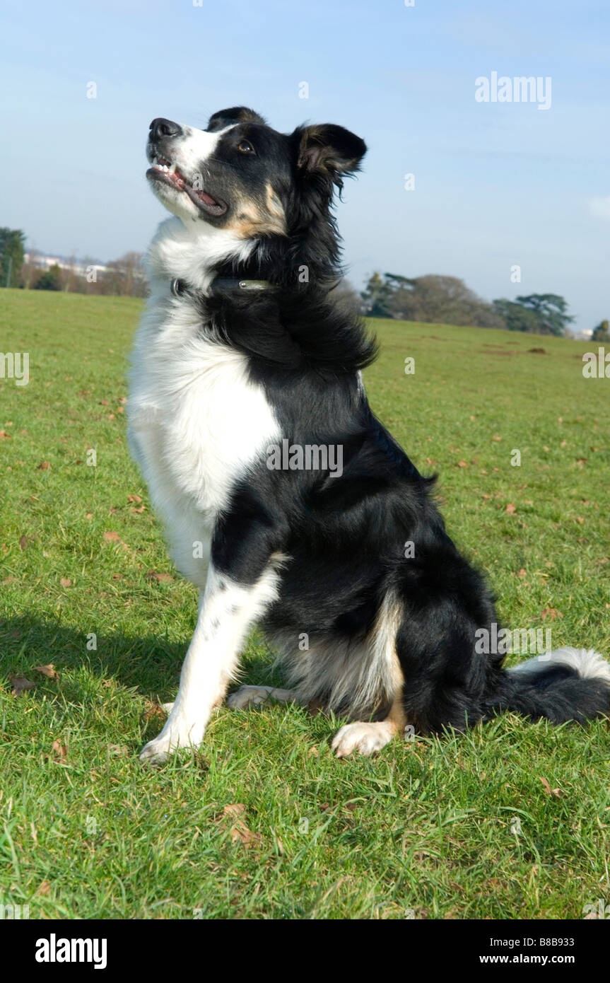 Border collie dog,UK. Model/Property released Stock Photo - Alamy