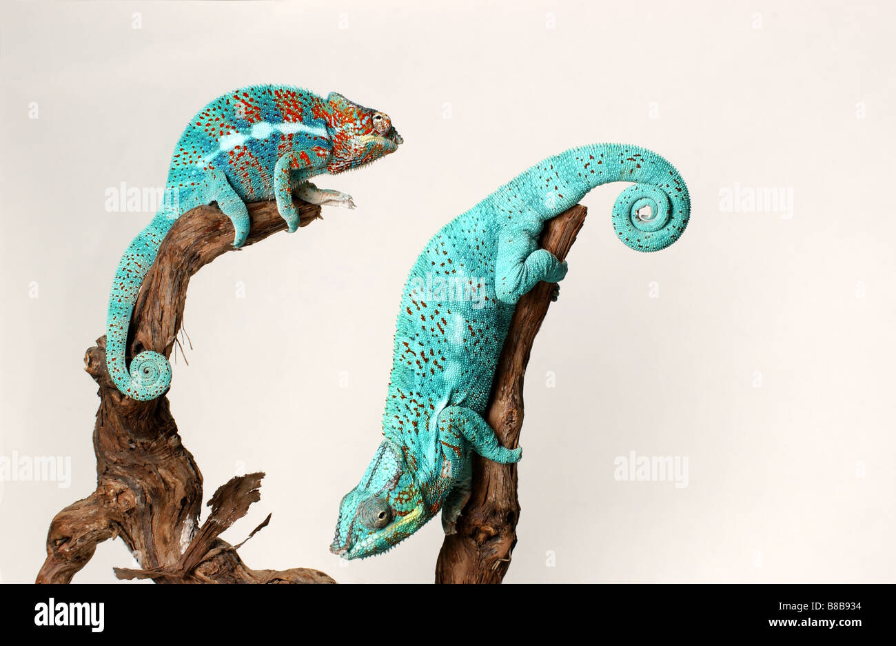 Two chameleons hi-res stock photography and images - Alamy