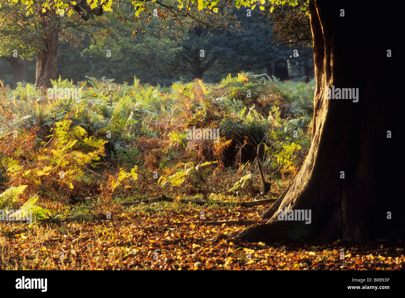 Autumn scene of fallen leaves and bracken surrounding huge trunk of ...