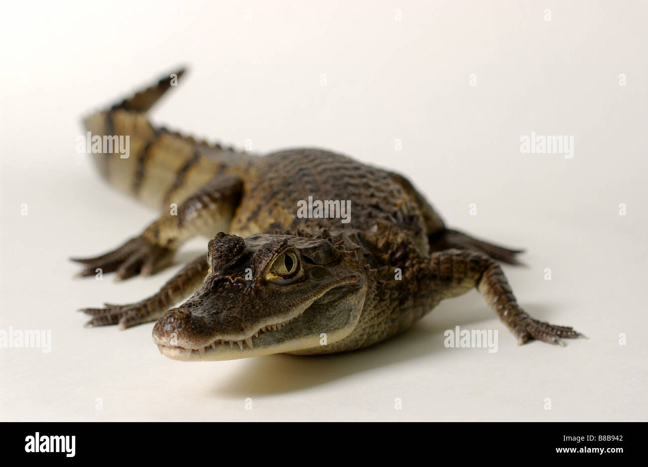 Caimen hi-res stock photography and images - Alamy