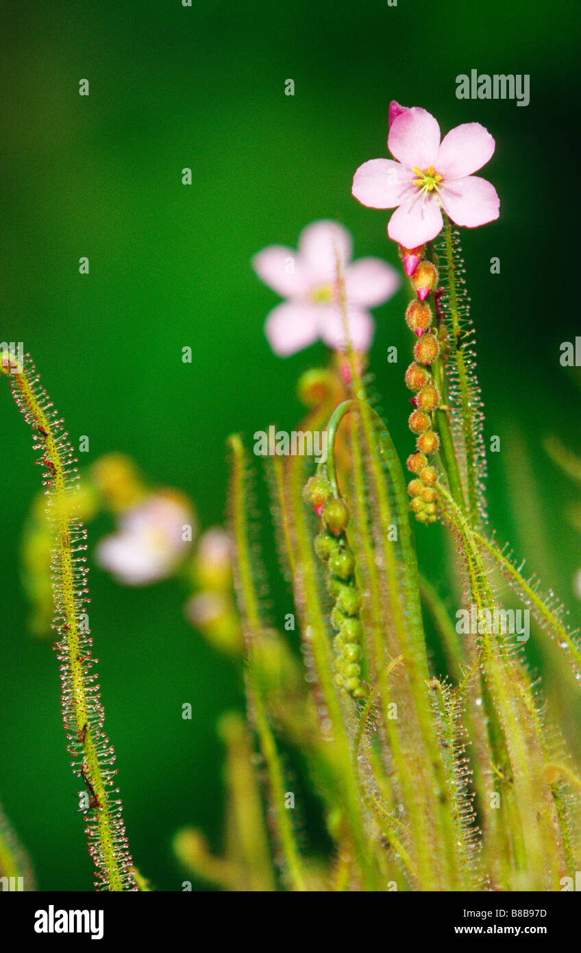 Drosera Filiformis High Resolution Stock Photography and Images - Alamy
