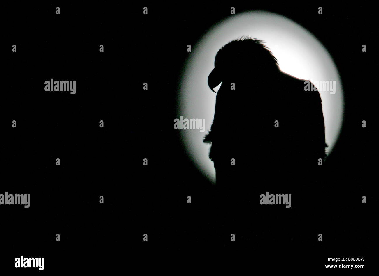 Shadow of the eagle hi-res stock photography and images - Alamy