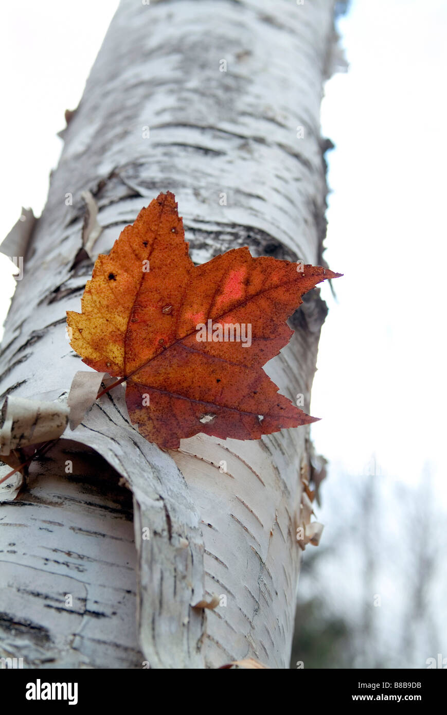 Birch leaf photography hi-res stock photography and images - Alamy
