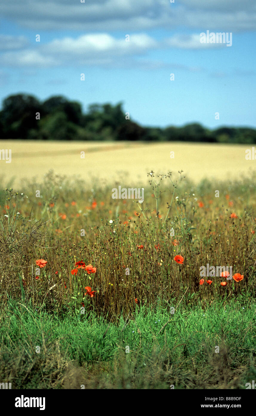 Farming to encourage wildlife hi-res stock photography and images - Alamy