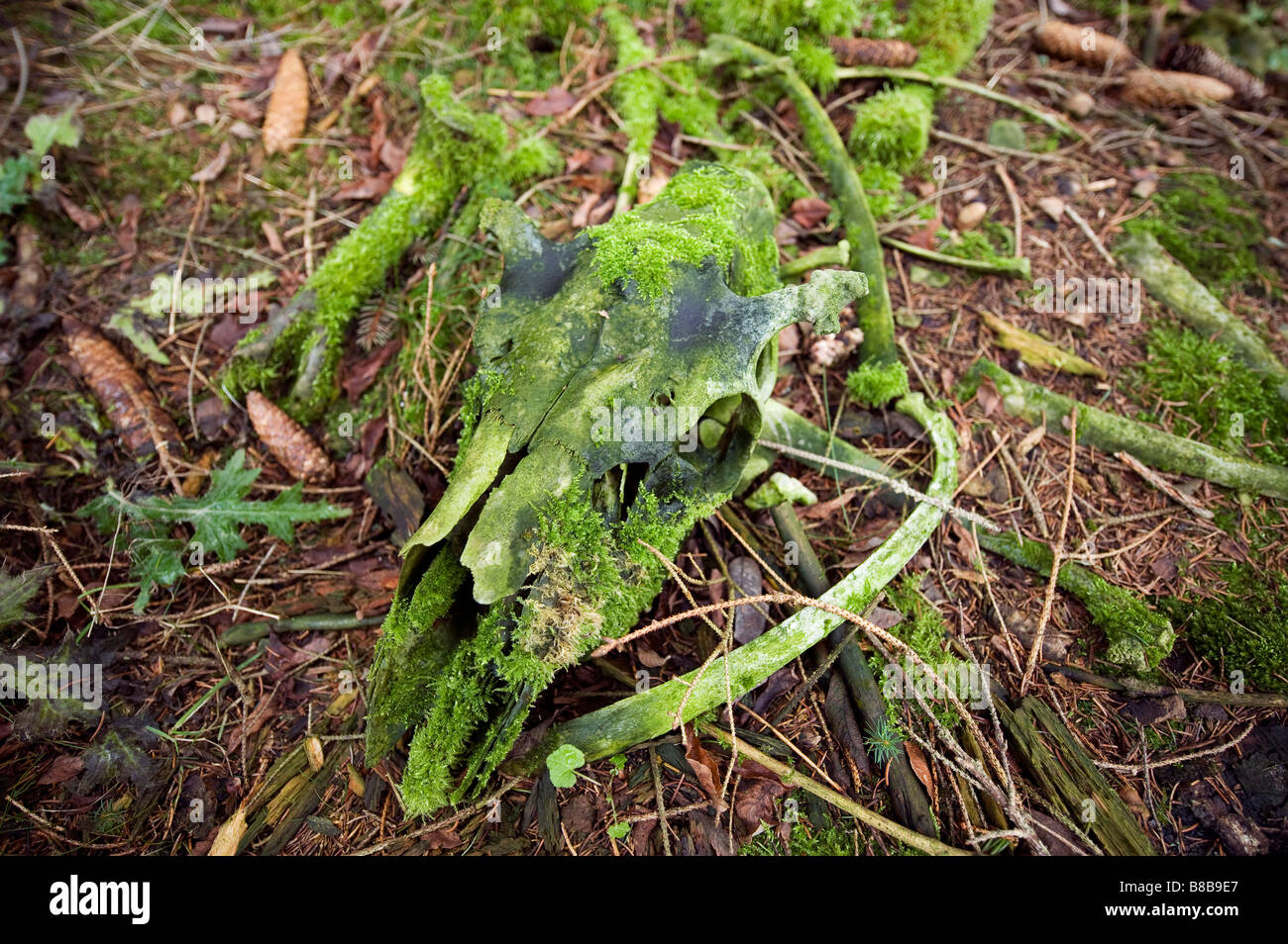 Moose bones hi-res stock photography and images - Alamy