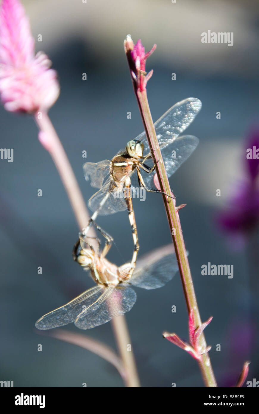 Colorful dragonflies hi-res stock photography and images - Alamy